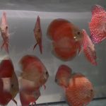 Red Cover 11-12cm – Planète Discus